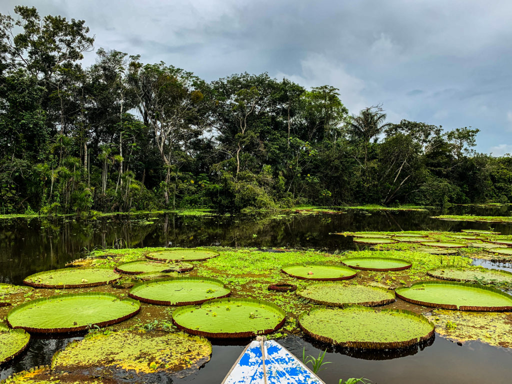 How to Explore the Amazon Tours from Peru: A Guide for the Modern Day ...